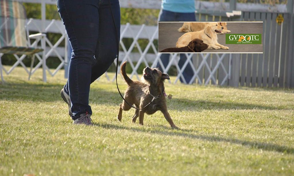 CKC Canine Good Neighbour Test – Greater Victoria Dog Obedience ...